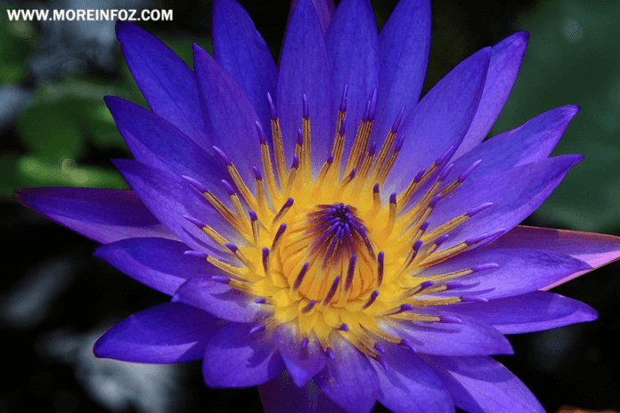 Blue Lotus Flower as a Herbal Tea - Top 15 Questions and Answers